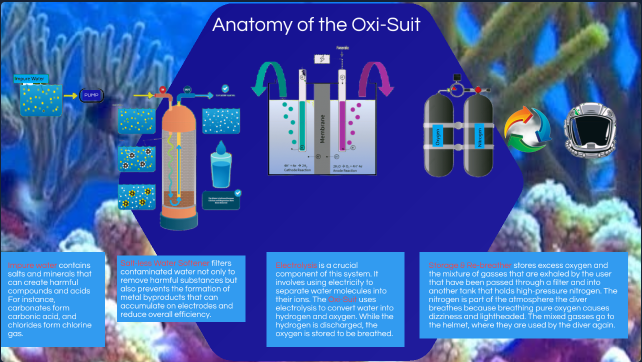 Anatomy – Positive Protons